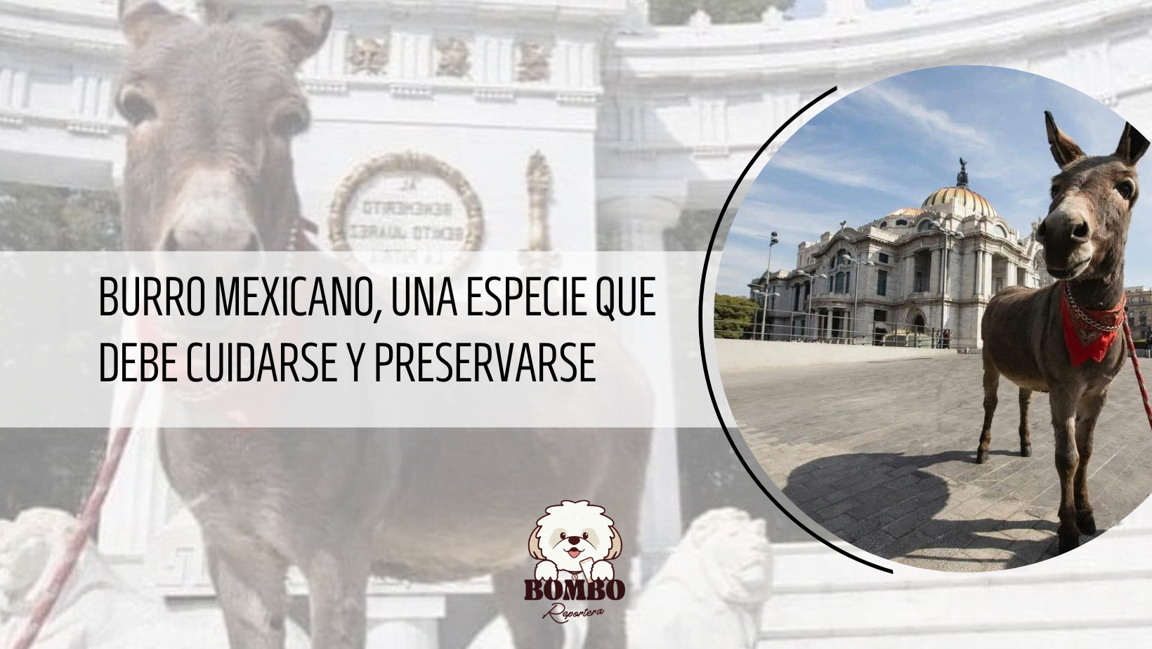 Burro mexicano, una especie que debe cuidarse y preservarse – Noticias ...
