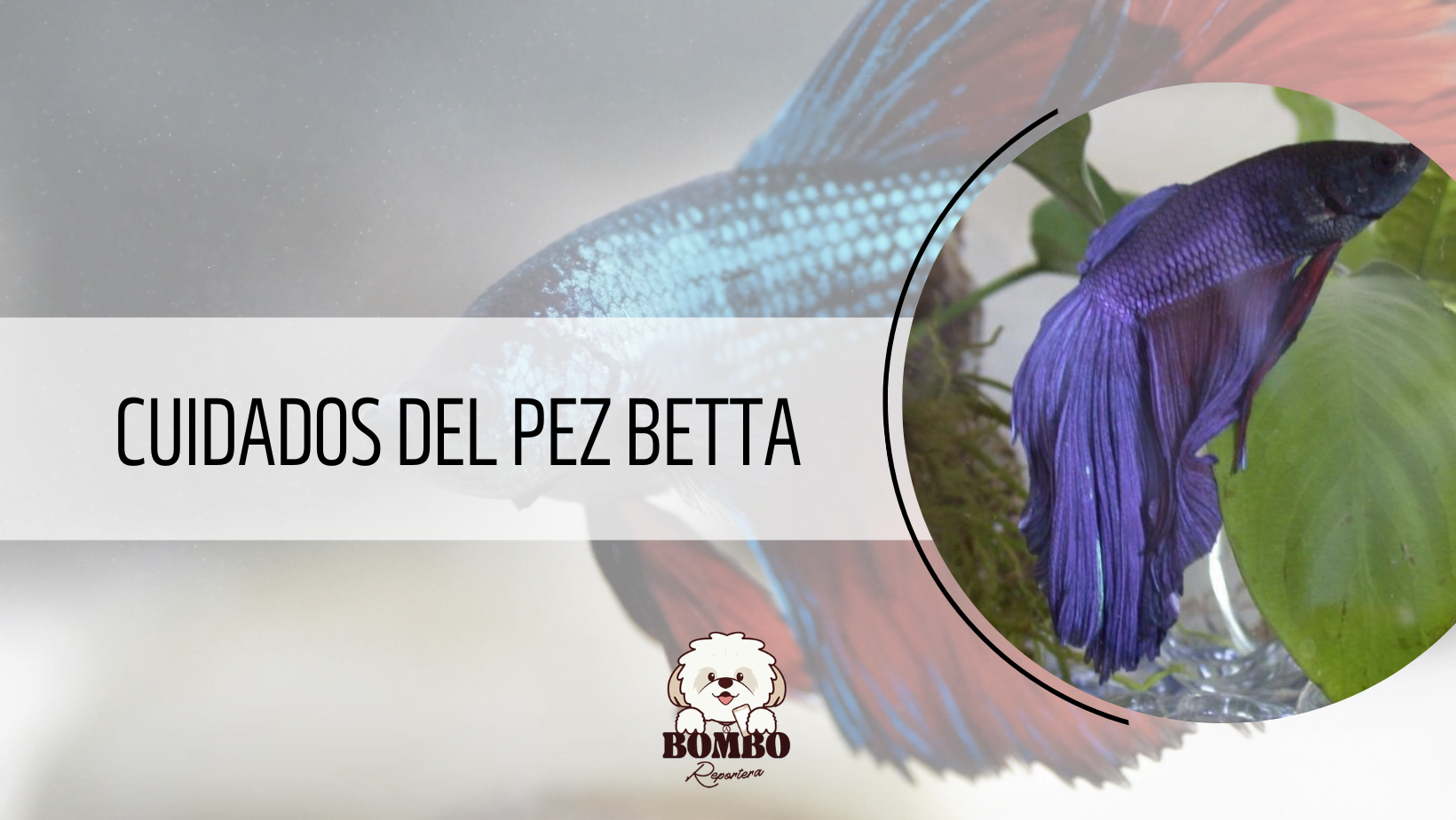 Cuidados del pez betta – Noticias Acrópolis