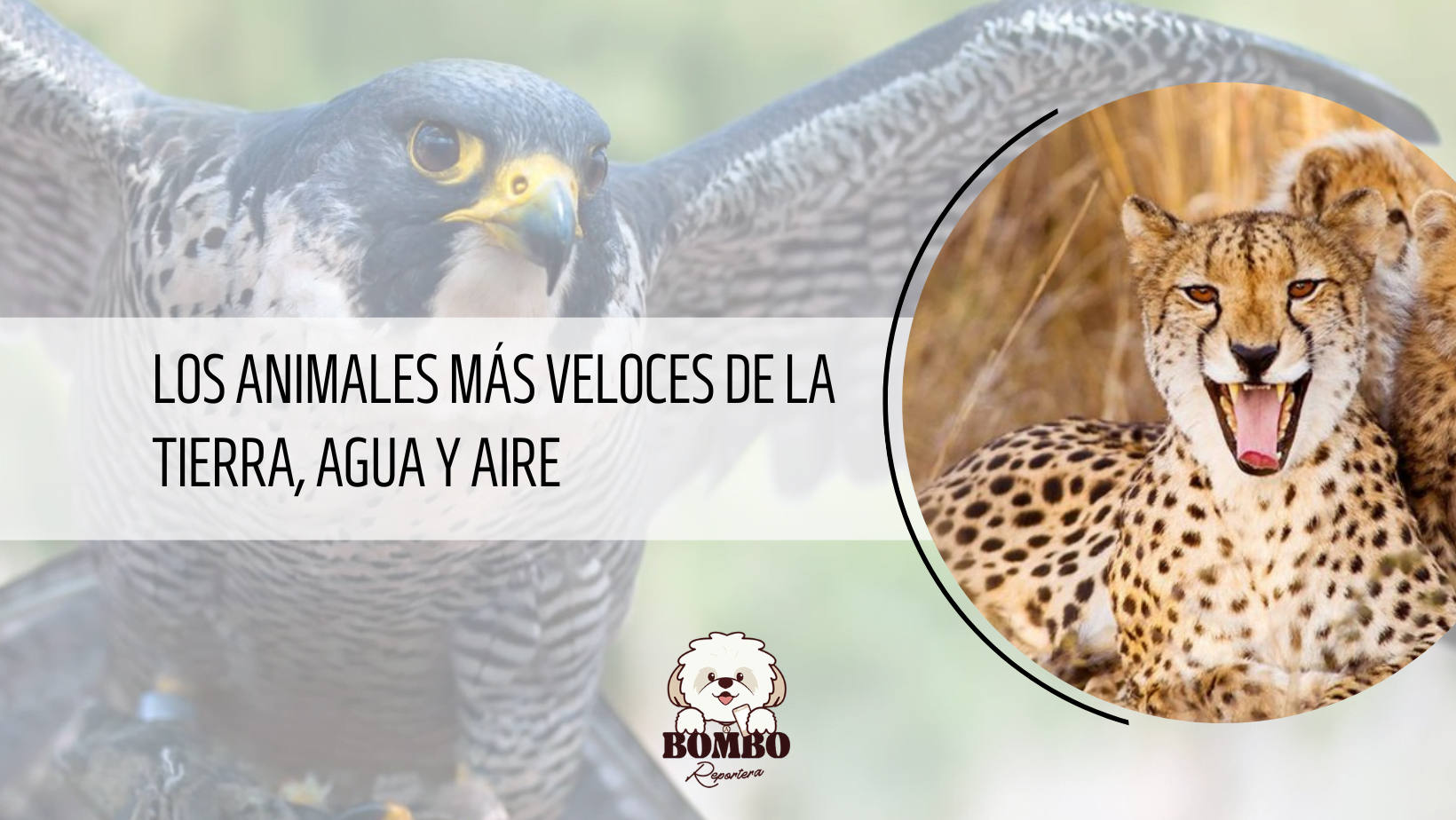 Los animales más veloces de la tierra, agua y aire – Noticias Acrópolis