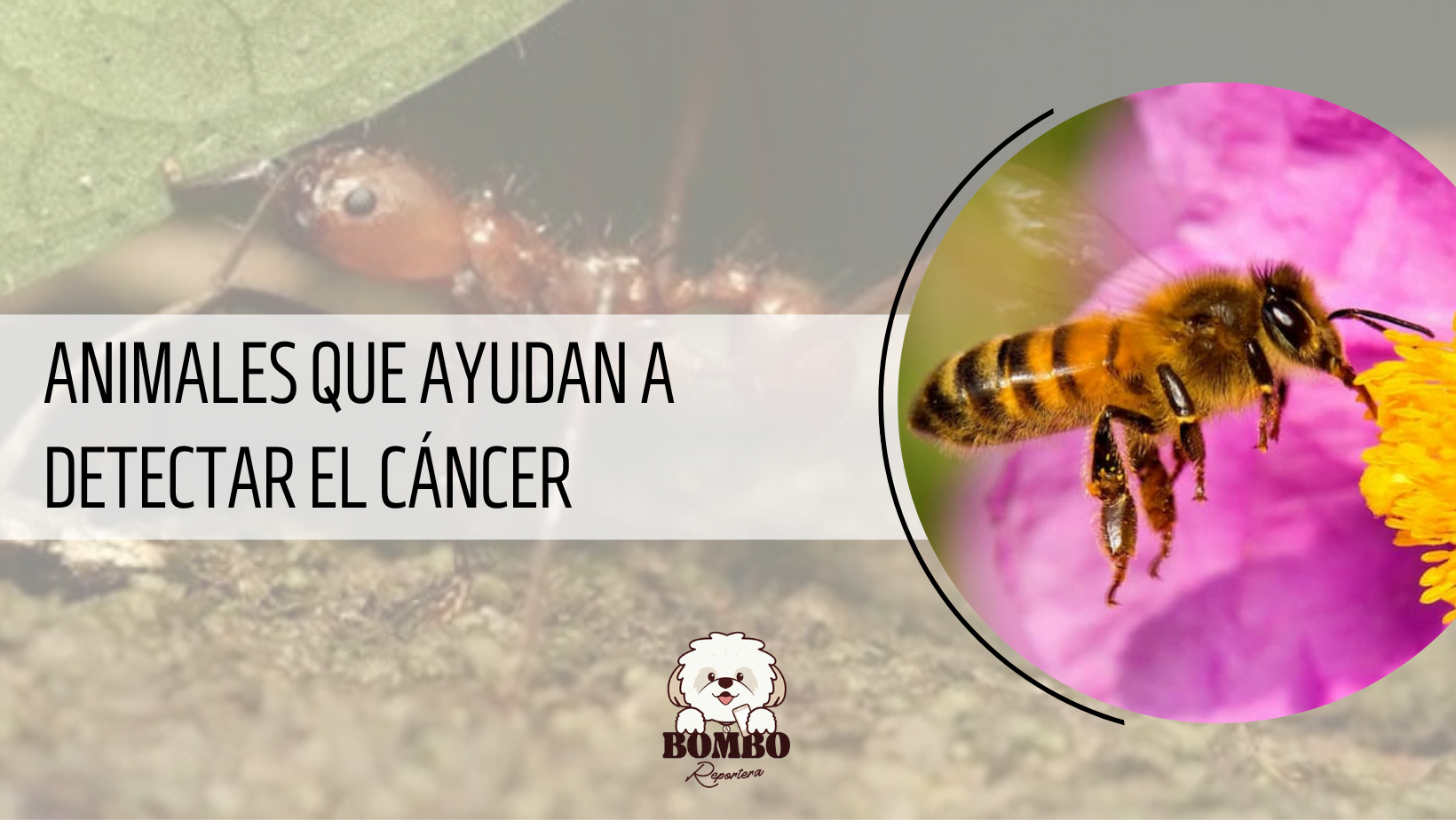 Animales que ayudan a detectar el cáncer. – Noticias Acrópolis